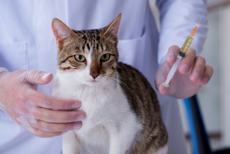 Common Causes of Vomiting in Cats and When to Call the Vet